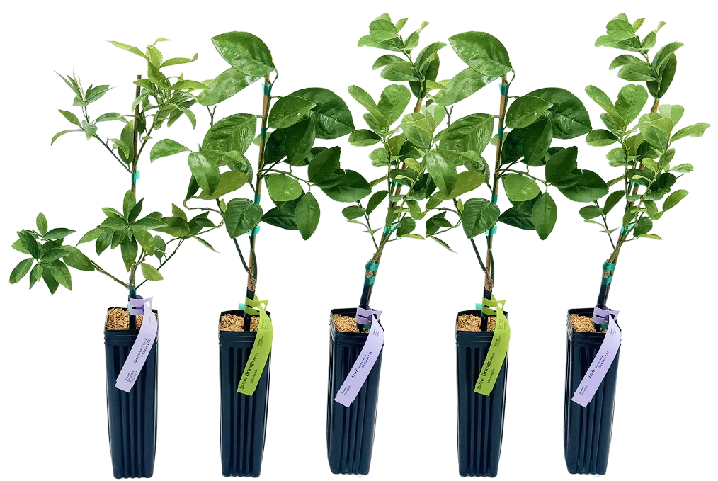 Home Page – US Citrus Nursery