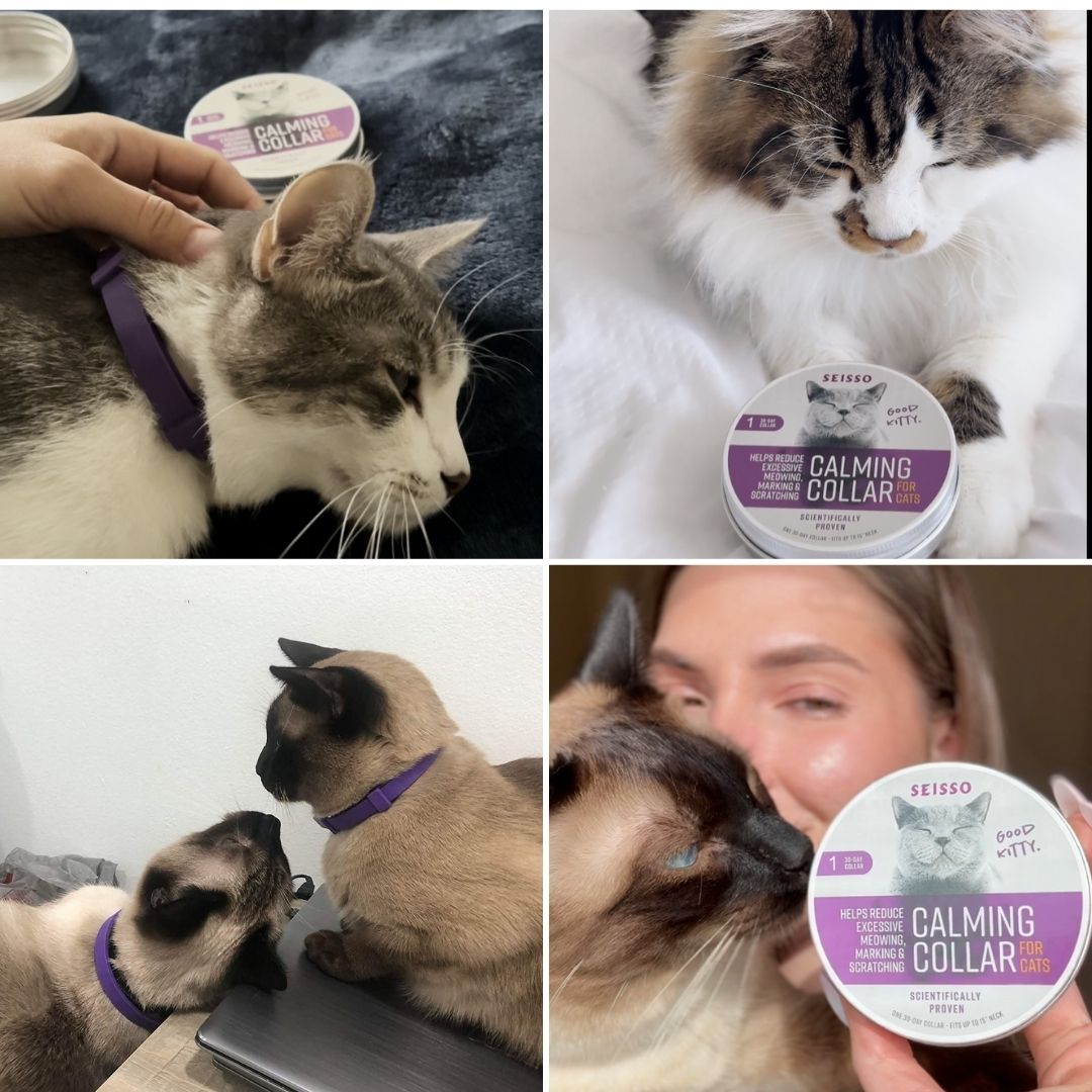 7 Reasons Why Cat Owners Need This Calming Collar To Stop Their Cat’s ...