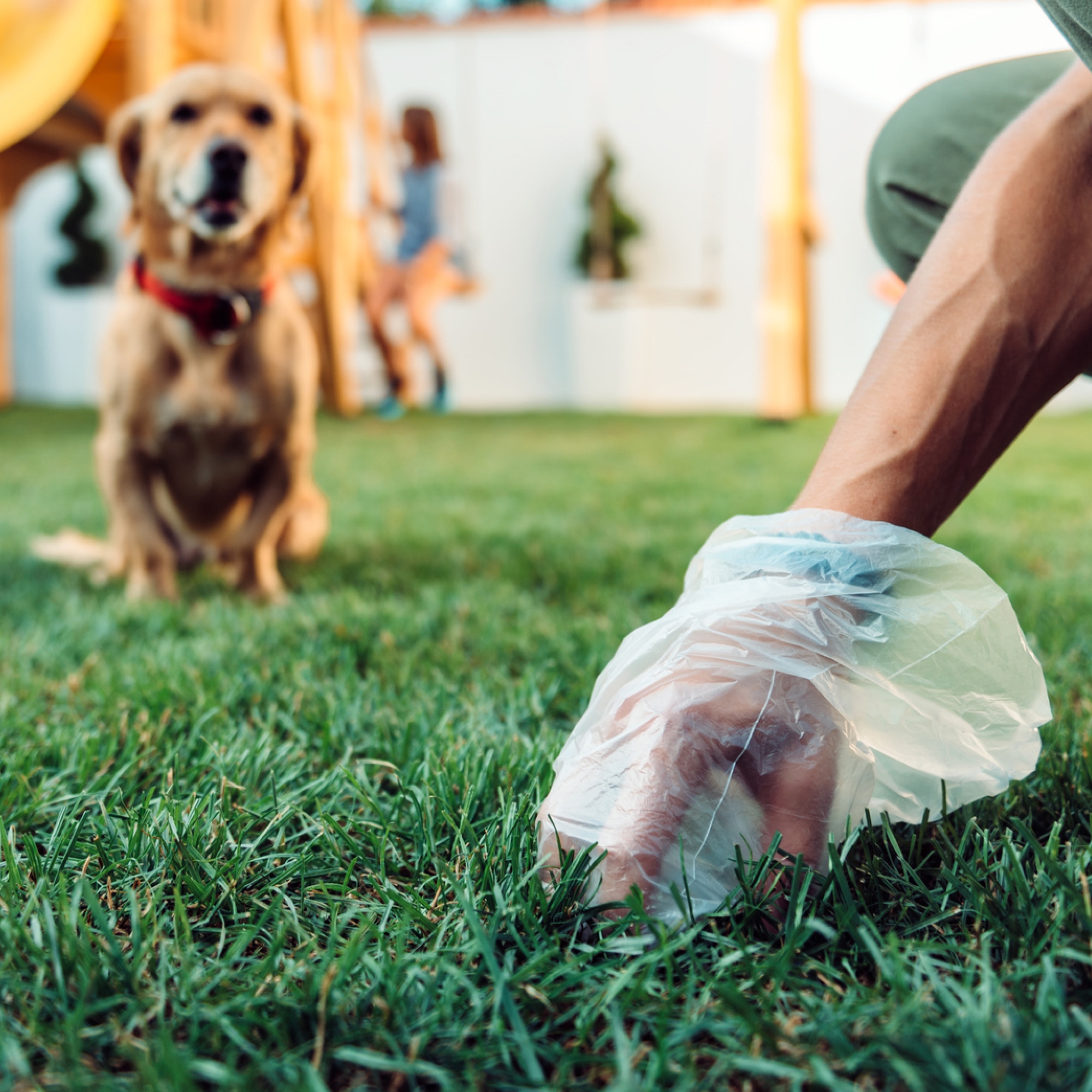 3 Reasons Gut Health Matters for Dogs | Belly Buddies by Origin Labs